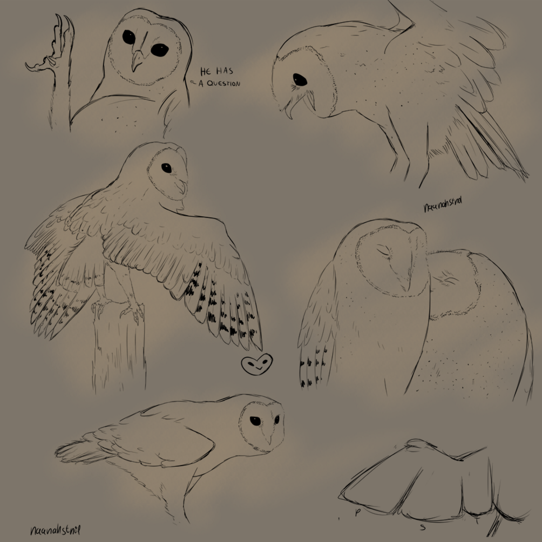 Late night barn owl study - Piczel.tv